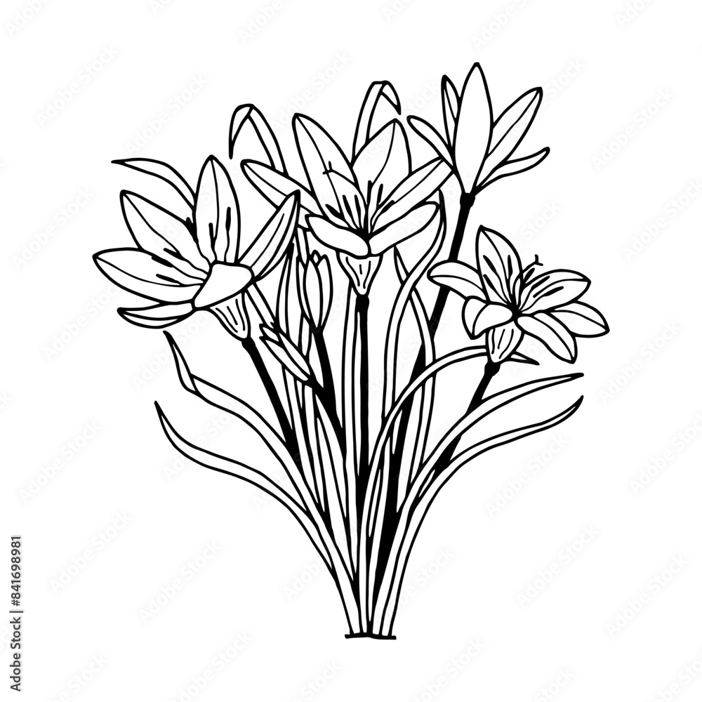 Bouquet of Zephyranthes flowers. Vector stock illustration eps10 ...