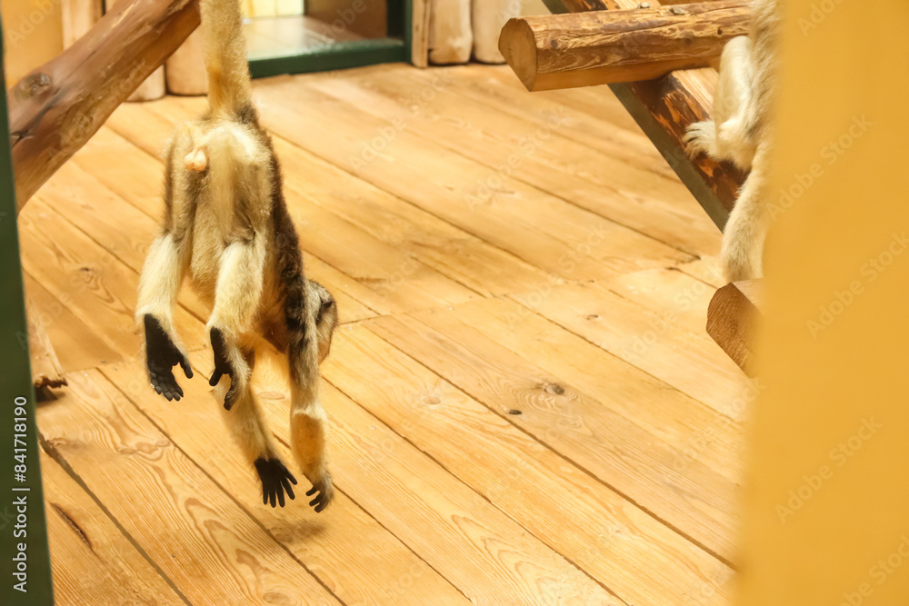 Monkey hanging from liana with a yellow background. Primate swinging ...