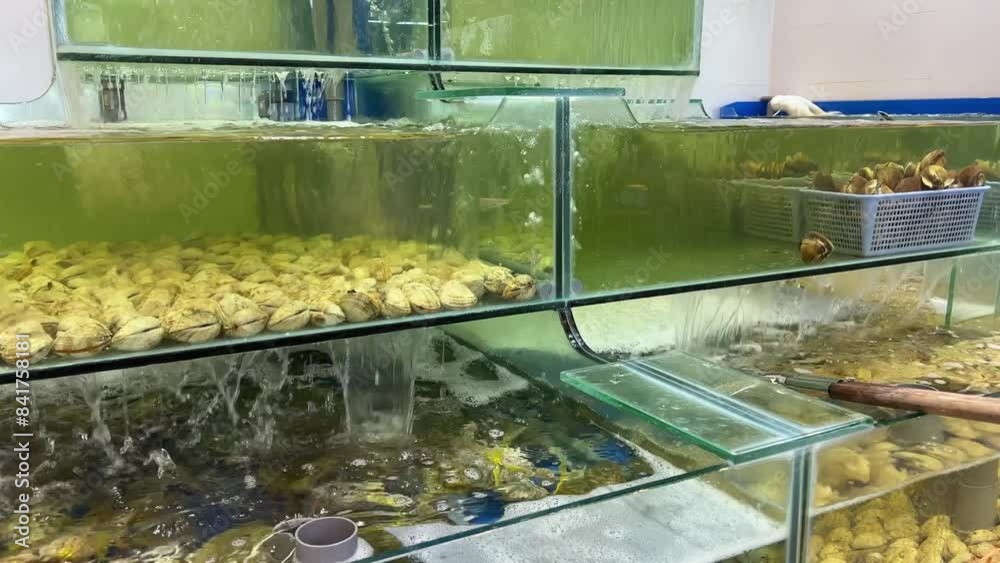 Monstrous looking spider crab pair behind the glass of a fish tank ...