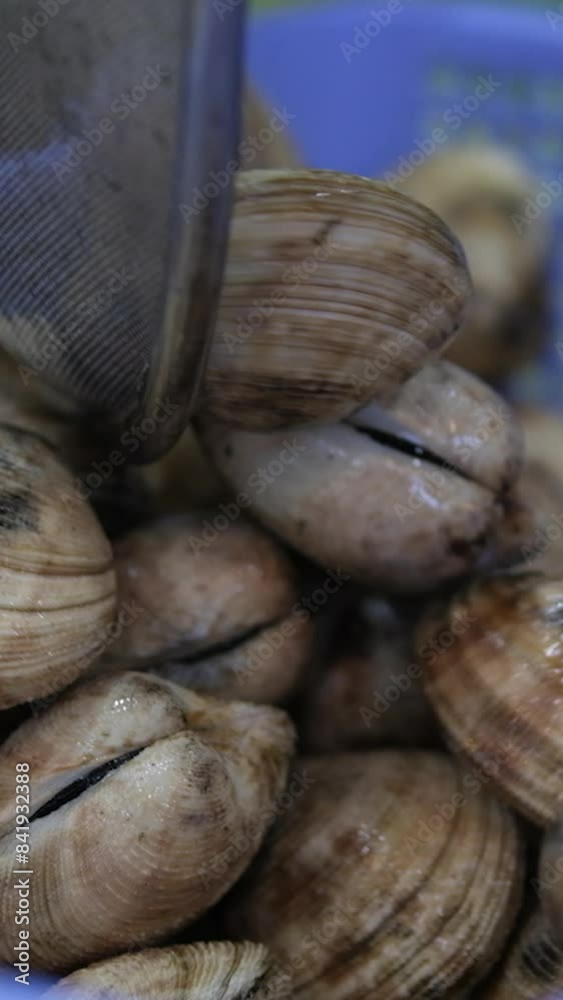 bivalve mollusks Bivalves, or Plate-gilled Bivalvia Bivalva ...