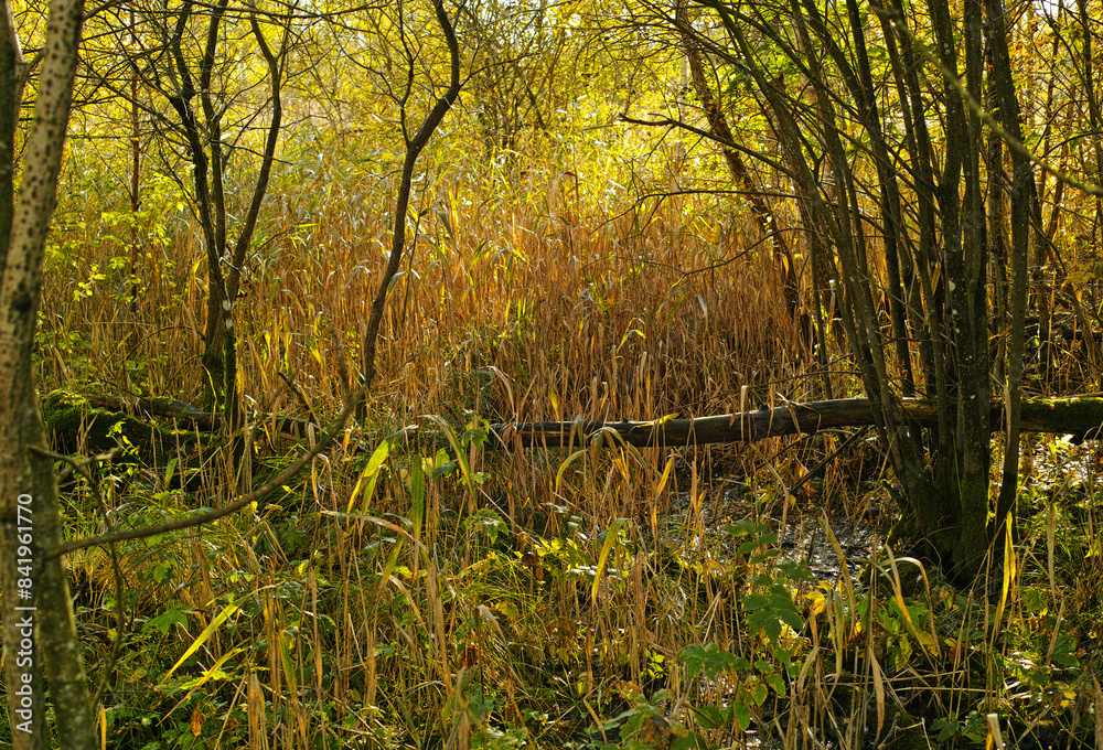 Swamp, green and trees for nature with environment in spring with ...