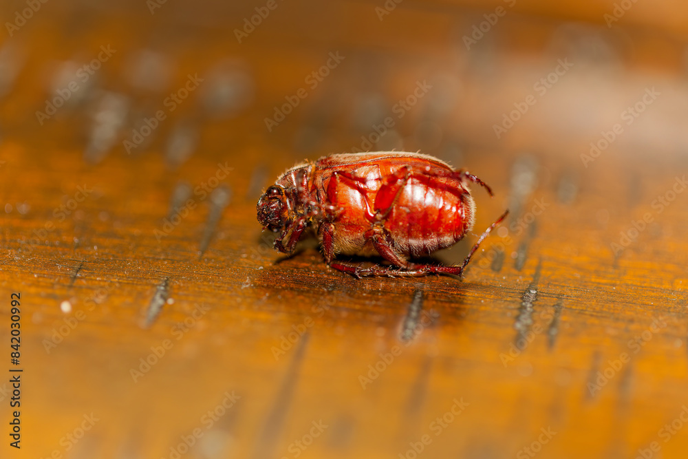 North American beetle, Common names are May beetles (Melolontha ...