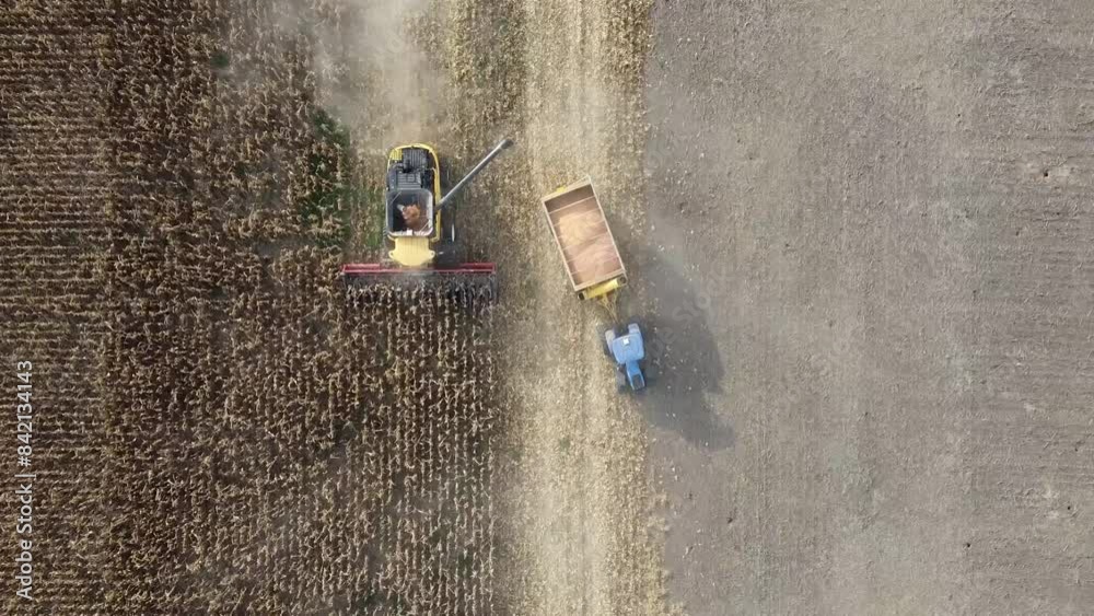 Máquina trilladora cosechando maiz y tractor con tolva de carga ...