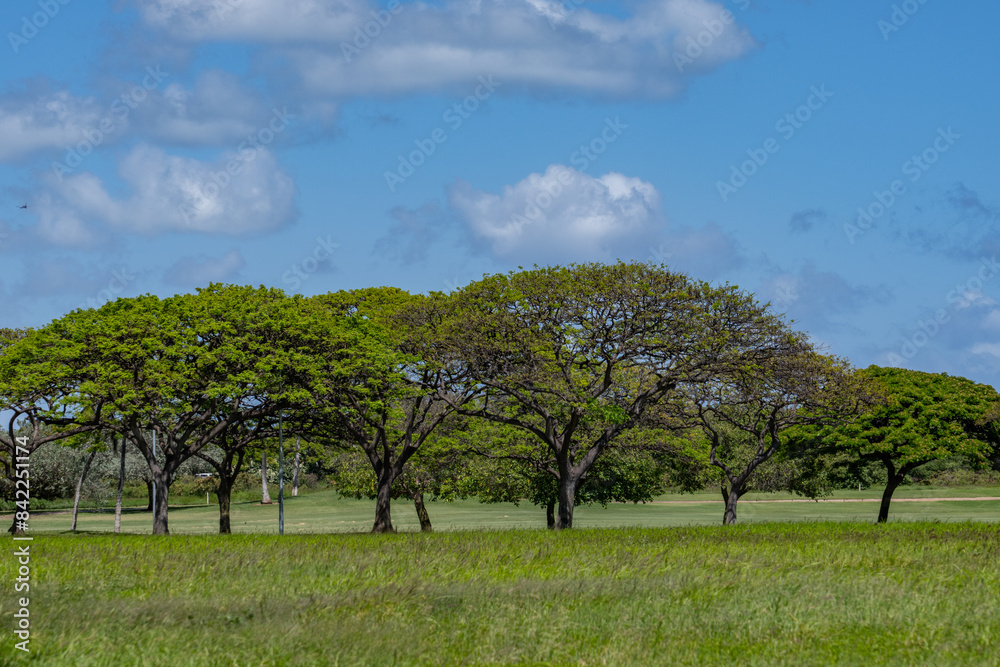 Samanea saman is a species of flowering tree in the pea family ...