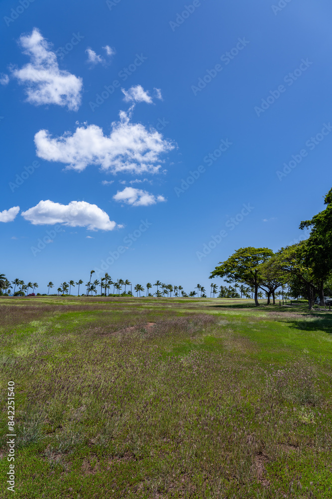 Samanea saman is a species of flowering tree in the pea family ...