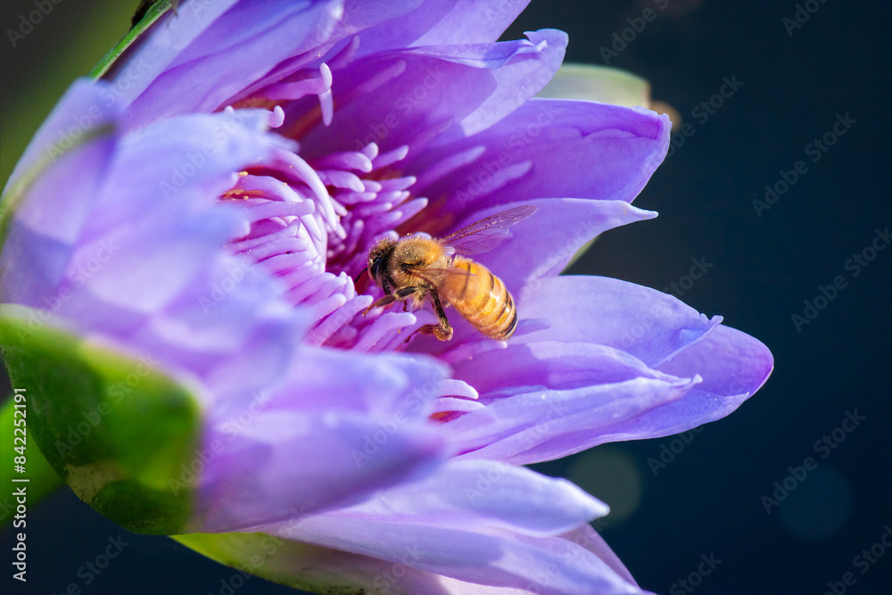 Detailed macro closeup of an European honey bee also known as Apis ...