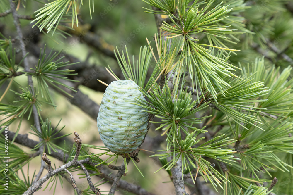 Cedrus deodara, also known as the deodar cedar or the Himalayan cedar ...