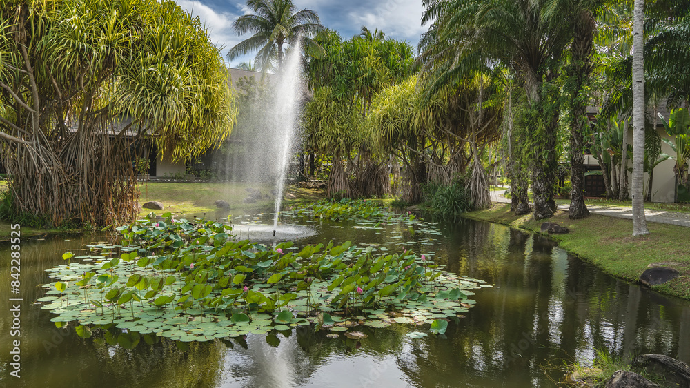Lotuses bloom in the pond of the tropical park. Pink buds above the ...