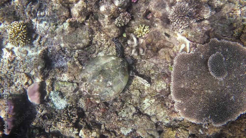 hawksbill sea turtle perfectly camouflaged among diverse corals ...
