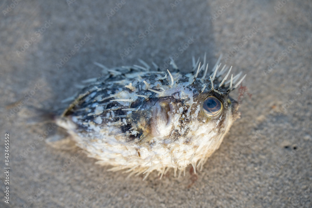 dead fish washed up on a beach a leather fish and puffer fish in ...
