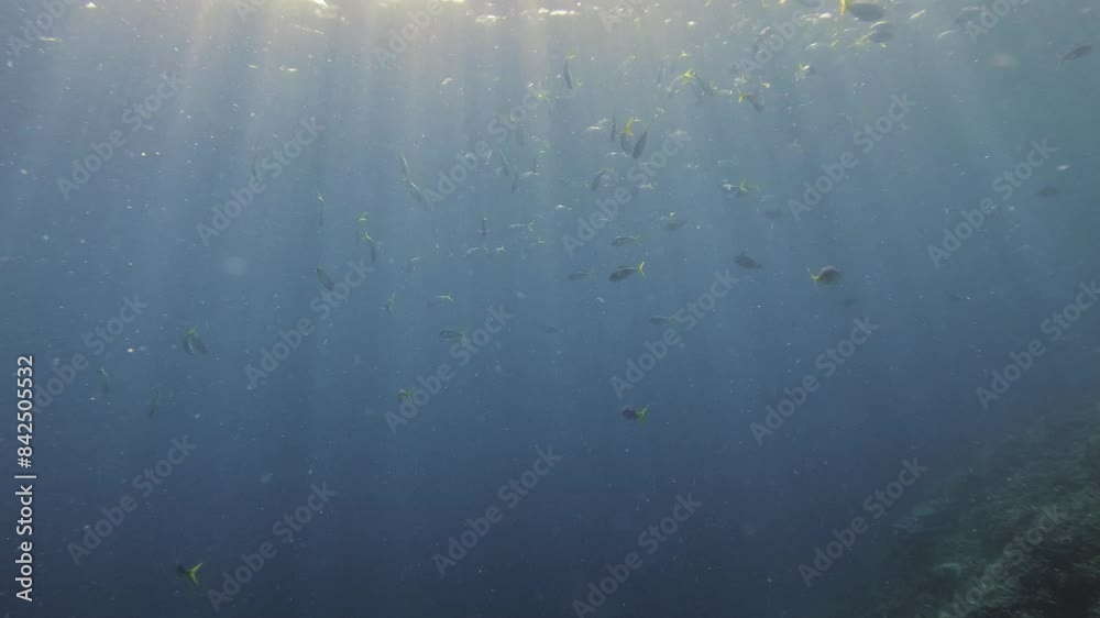 A school of Fusiliers (Caesionidae) swims gracefully under the sea ...