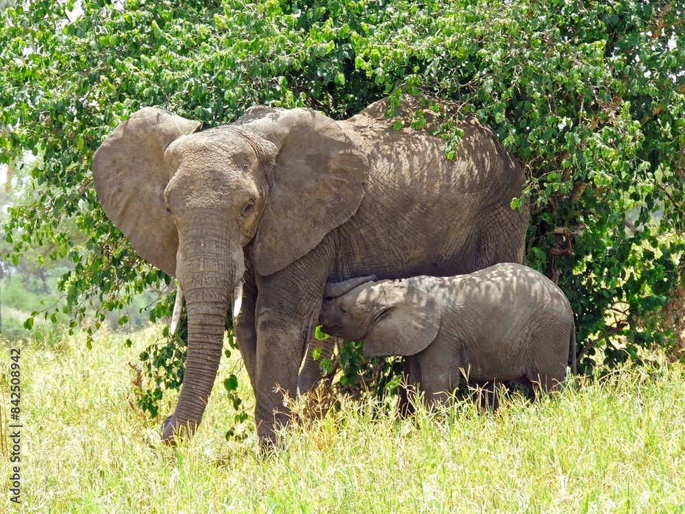 african bush elephant and her nursing calf in the savannah in maasai ...