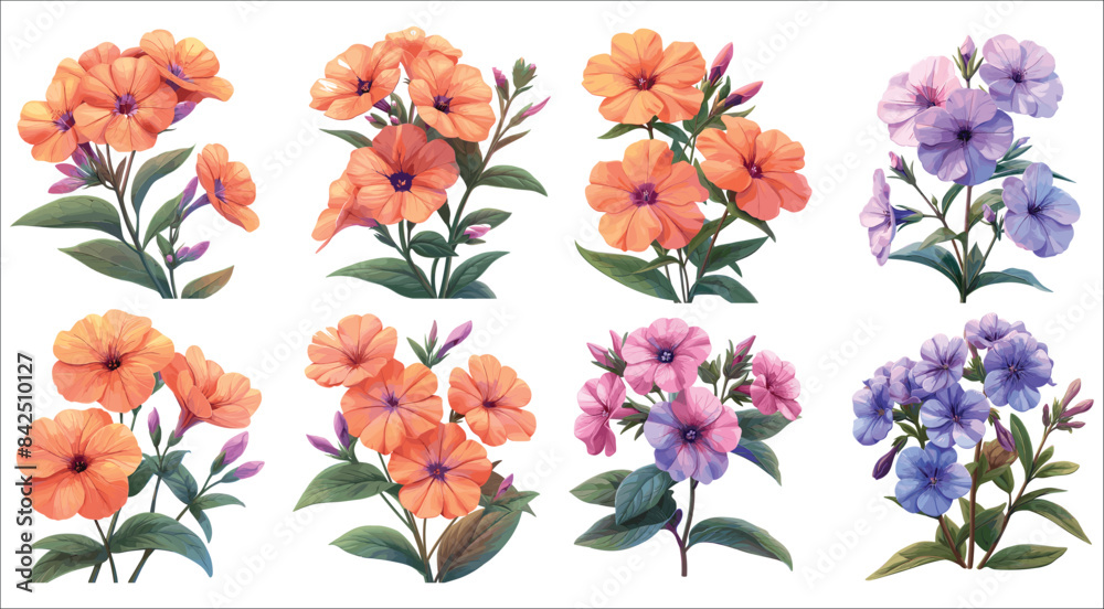 Phlox flowers set, Beautiful phlox flowers in the garden, Phlox flower ...
