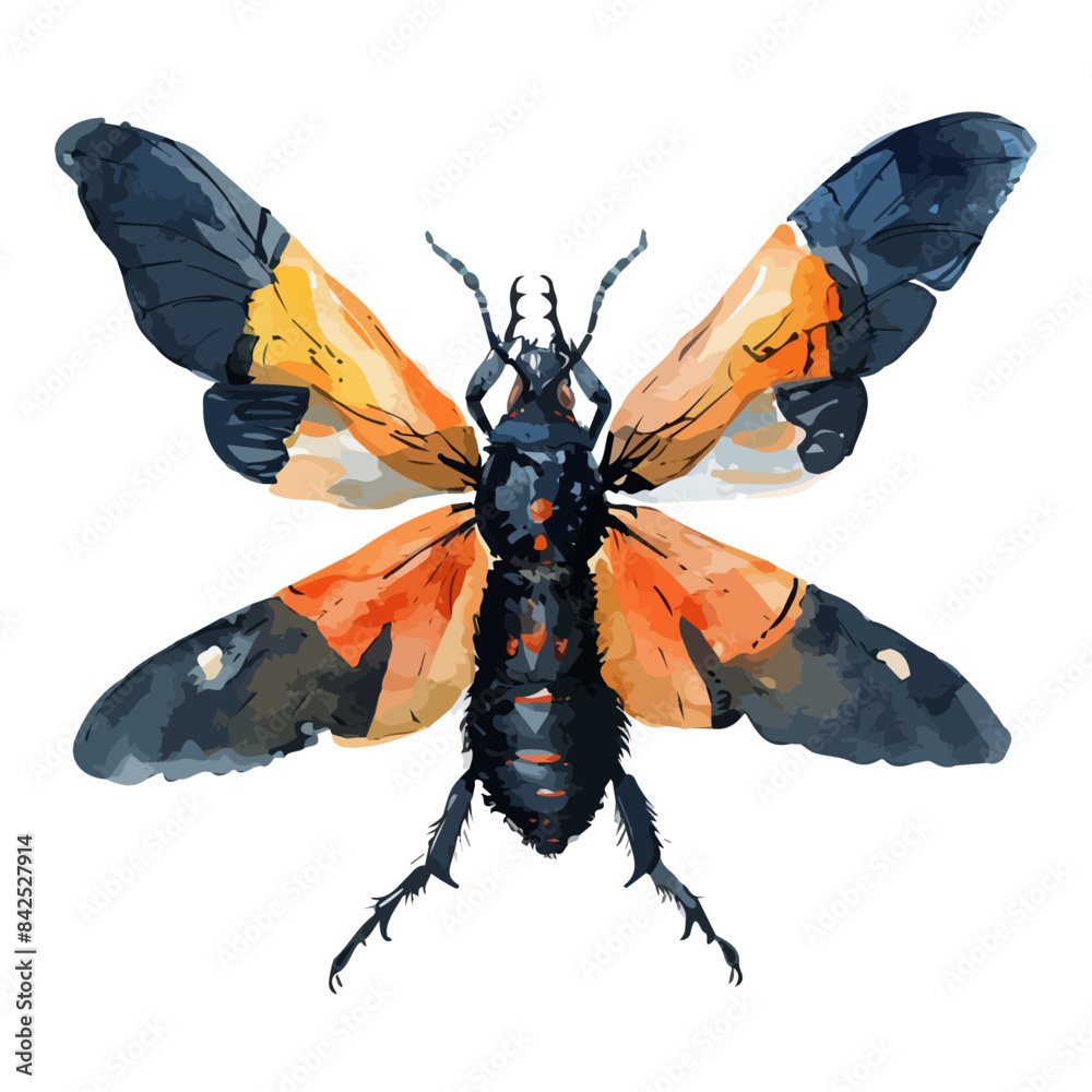 Watercolor Vector painting of a tarantula hawk, isolated on a white ...