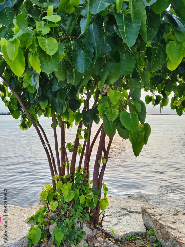 Young bo tree growing on ground in public park and sea with wave ...