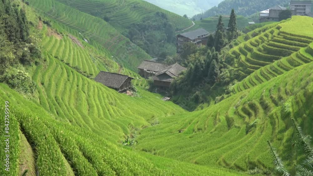 Aerial zoom view of Chinese paddy field in Ping An is flooded location ...