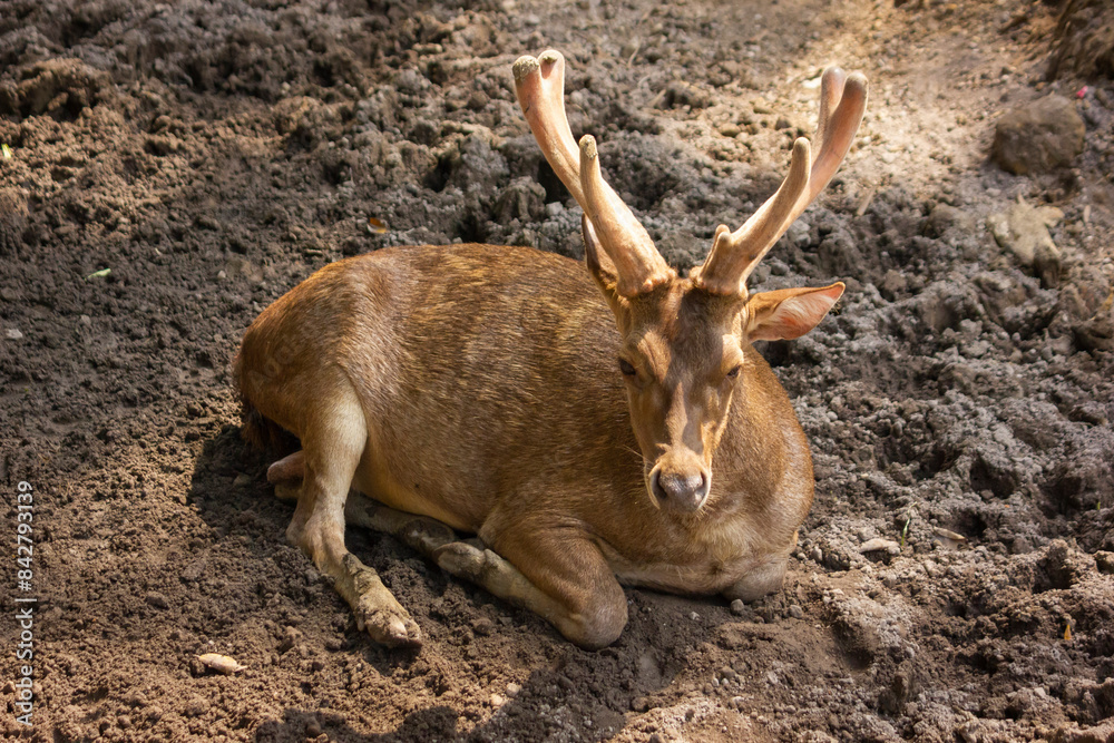 View Rusa timorensis (Javan rusa) Cervidae is a deer species that is ...