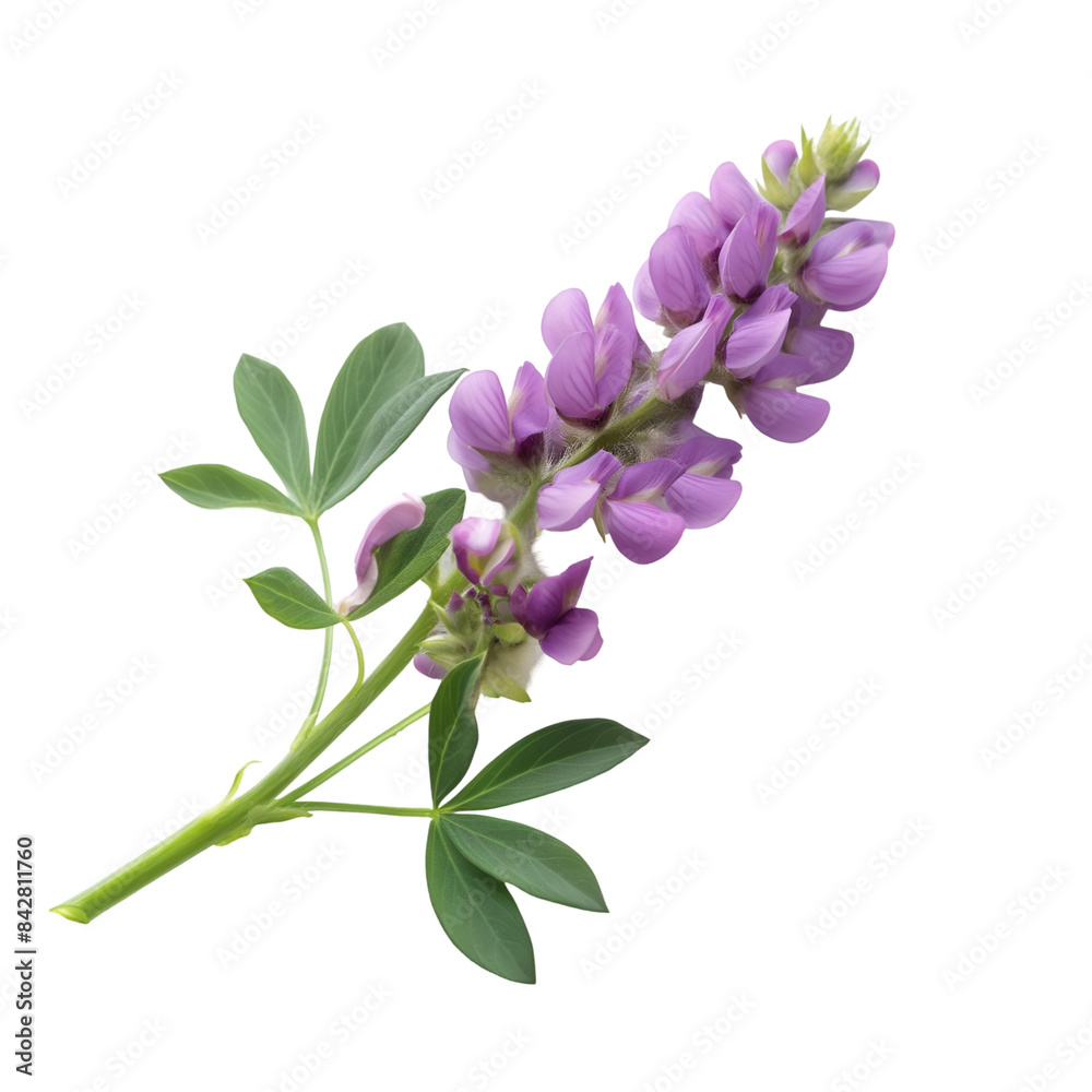 Alpine sweetvetch, Plant, Isolated on Transparent Background, Graphic ...