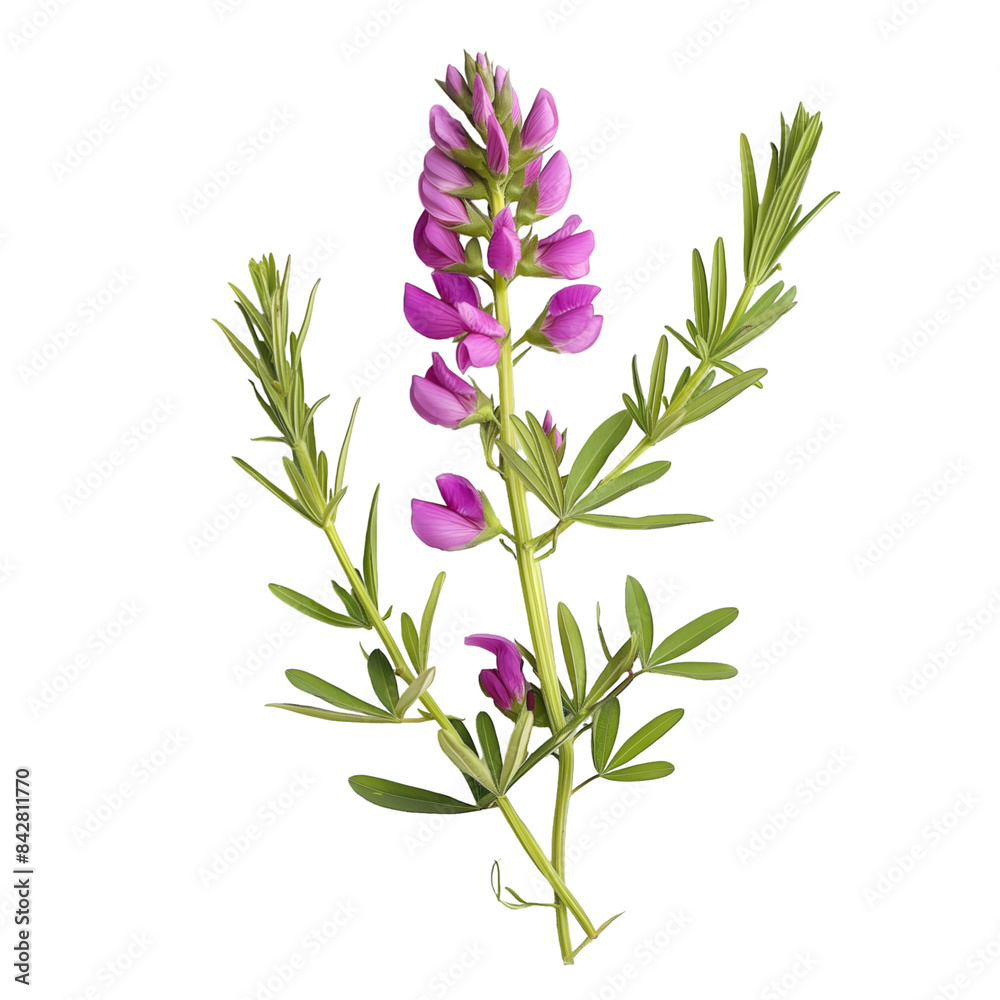Alpine sweetvetch, Plant, Isolated on Transparent Background, Graphic ...