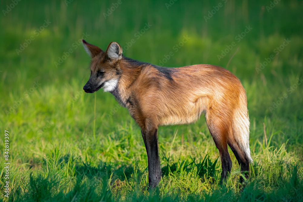 A rare Guará Wolf (Chrysocyon brachyurus), rare wild animal typical of ...