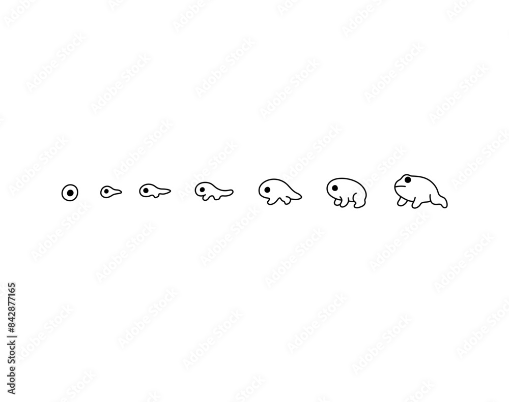 Vector isolated life cycle of a frog from an egg to a tadpole and frog ...
