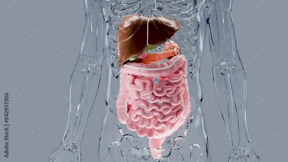 Human stomach and esophagus anatomy structure, liver, body with ...