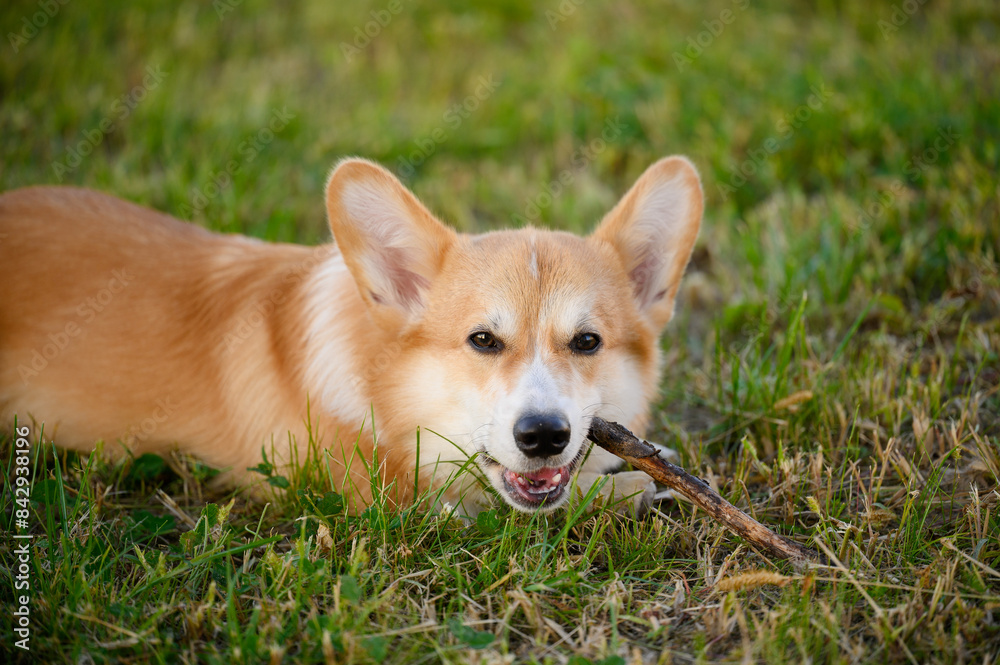 Corgi dog chews stick while lying on grass while walking, demonstrating ...