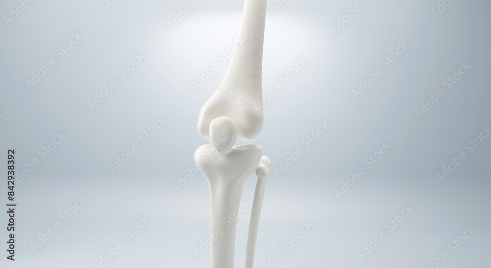 3D Bone knee joint, Healthy human skeleton anatomy isolated on soft ...