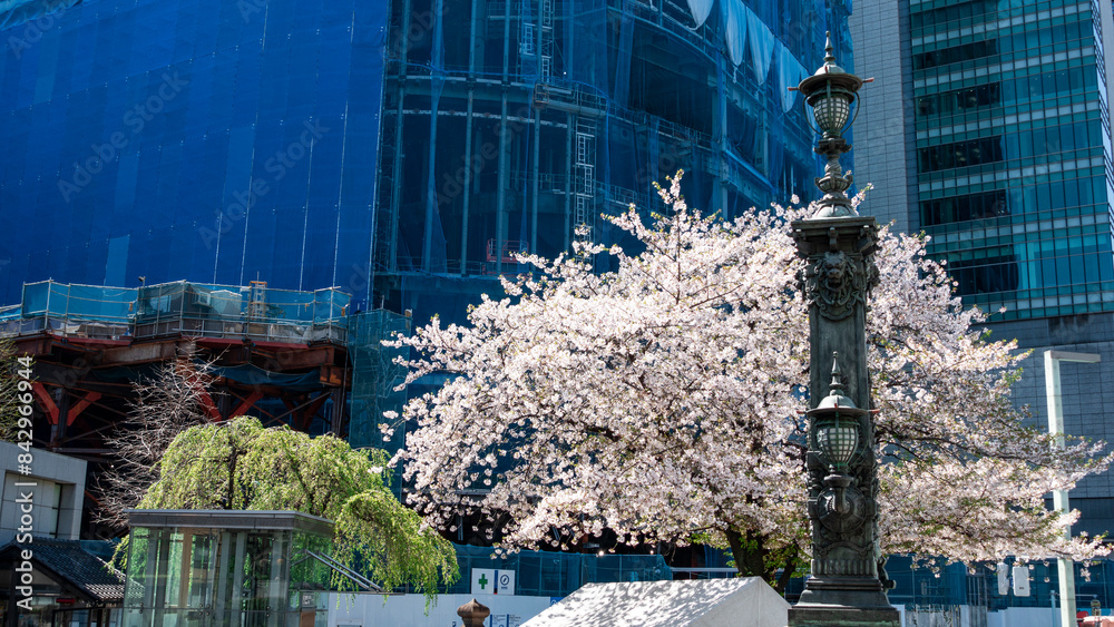 JAPAN, TOKYO – April 2024: Sakura, cherry blossoms in full bloom in ...