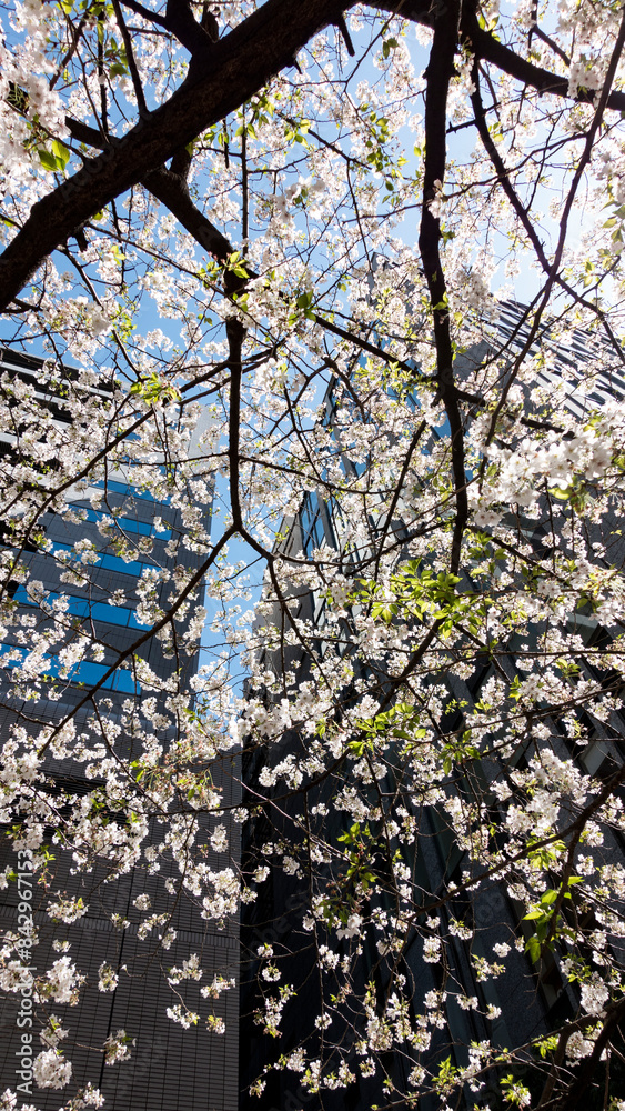 JAPAN, TOKYO – April 2024: Sakura, cherry blossoms in full bloom in ...
