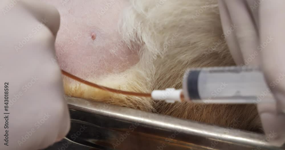 The veterinarian checks the fullness of the dog's bladder through ...