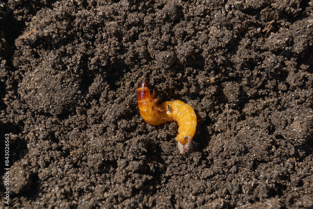 Wireworm on a garden plot. Wireworms are the larvae of all click ...