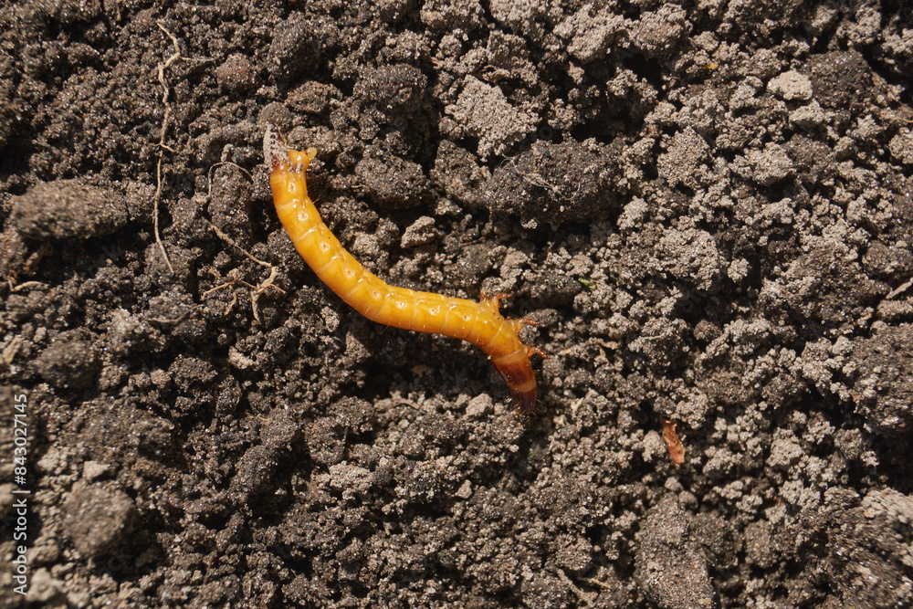 Wireworm on a garden plot. Wireworms are the larvae of all click ...