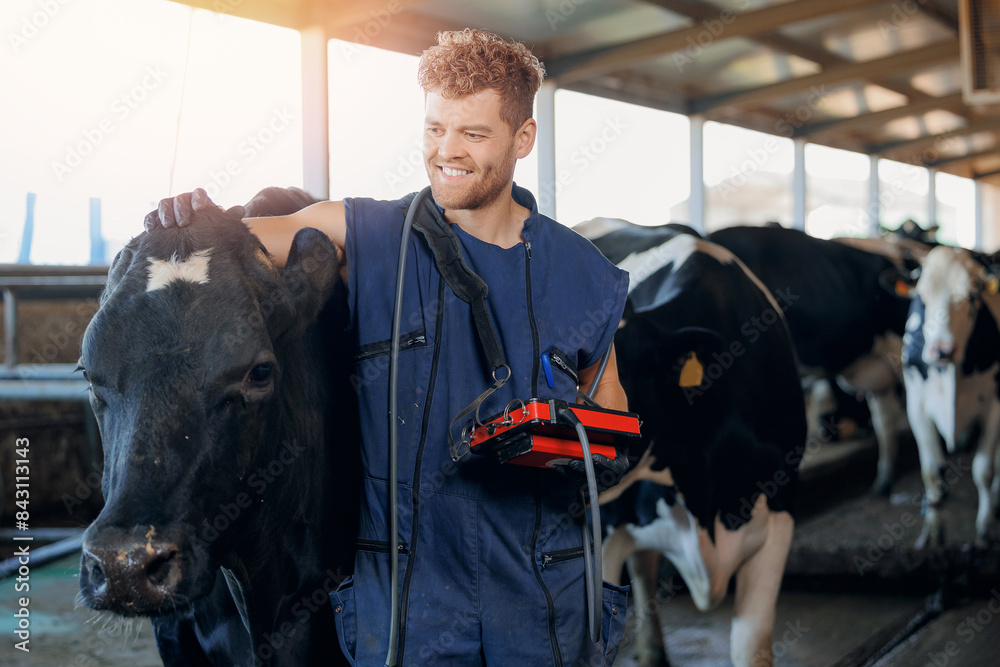 Veterinarian man with ultrasound device checking if cow is pregnant in ...