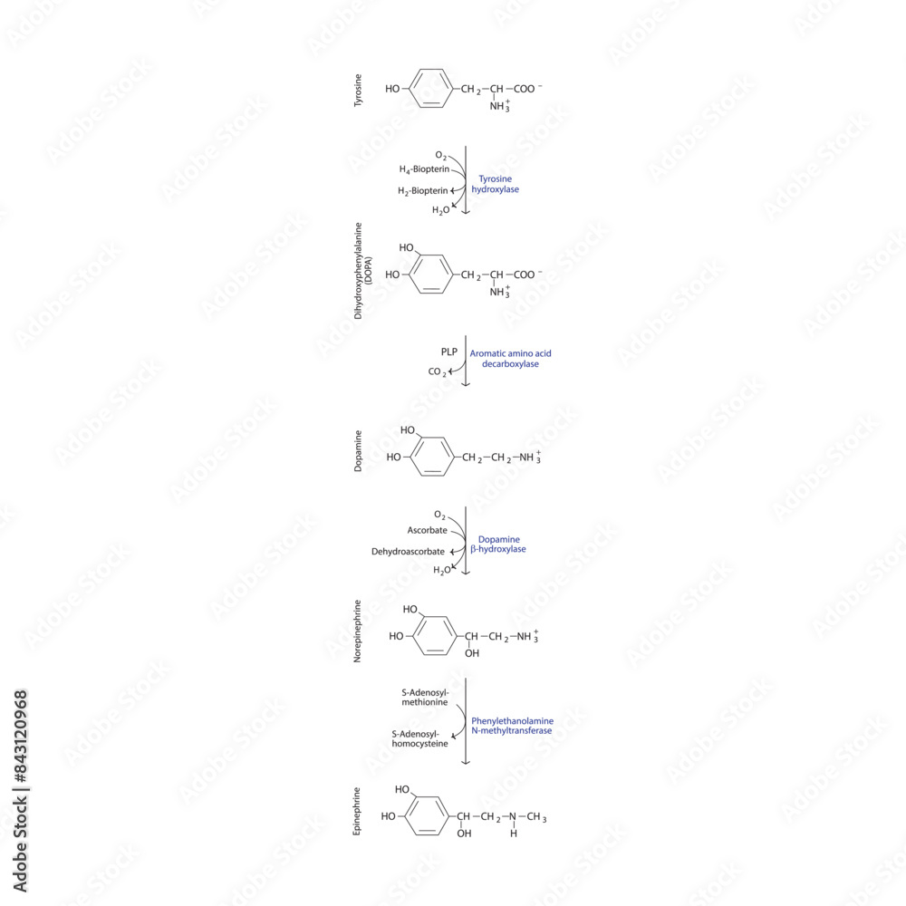 Diagram showing biosynthesis of Epinephrine from Tyrosine via enzymatic ...