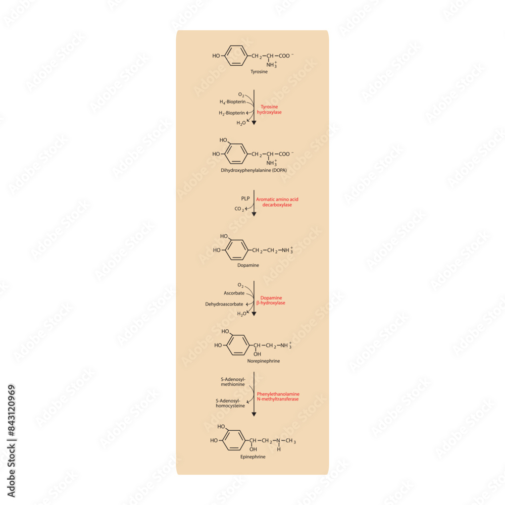 Diagram showing biosynthesis of Epinephrine from Tyrosine via enzymatic ...