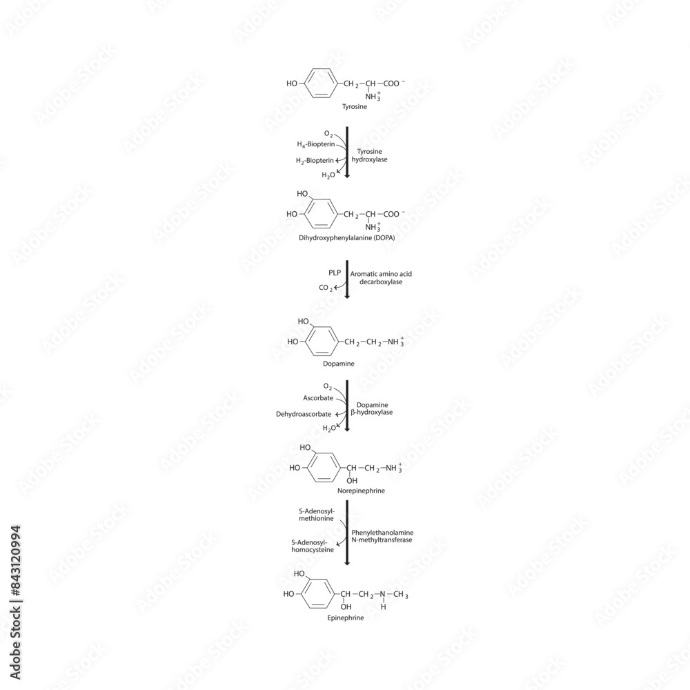 Diagram showing biosynthesis of Epinephrine from Tyrosine via enzymatic ...