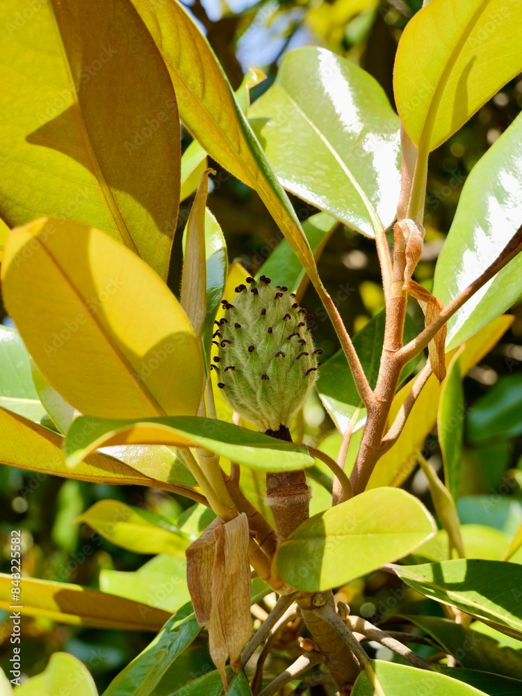 Flowering southern magnolia or bull bay (Magnolia grandiflora), is a ...