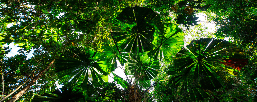 Foto de famous fan palms in the daintree rainforest, unique vegetation ...