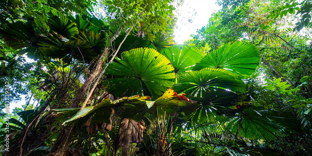 famous fan palms in the daintree rainforest, unique vegetation in the ...