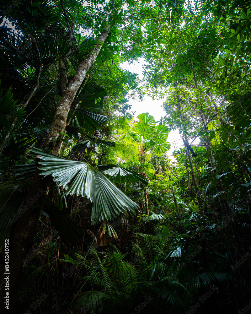 famous fan palms in the daintree rainforest, unique vegetation in the ...