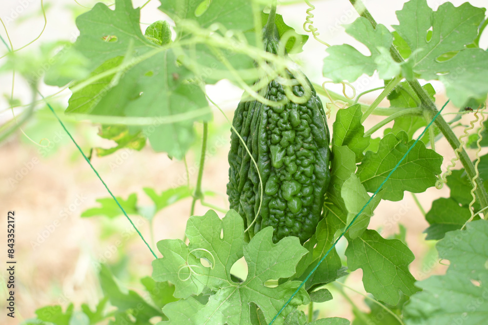 Bitter gourd or Green Bitter gourd hanging from a tree on a vegetable ...