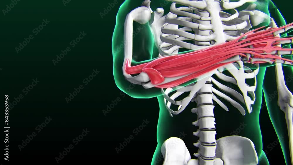 Muscles of the body anatomy illustration. Medical anatomical diagram of ...