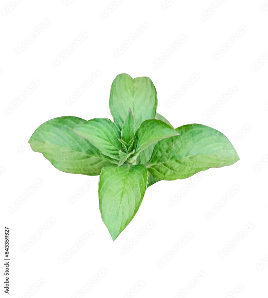 fresh basil isolated on white, a basil plant on a white background ...