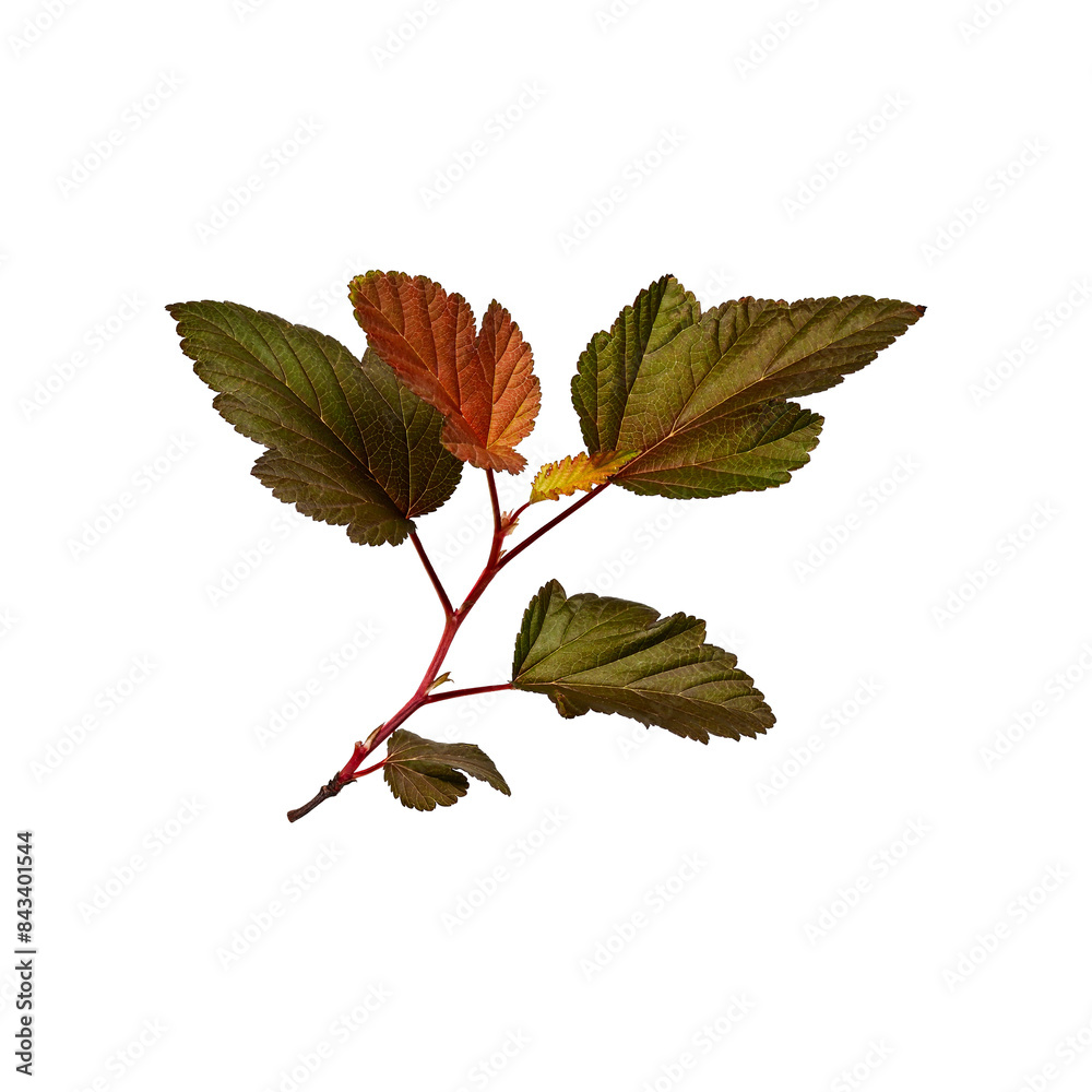Small branch of Physocarpus opulifolius (Red Baron) shrub with red ...