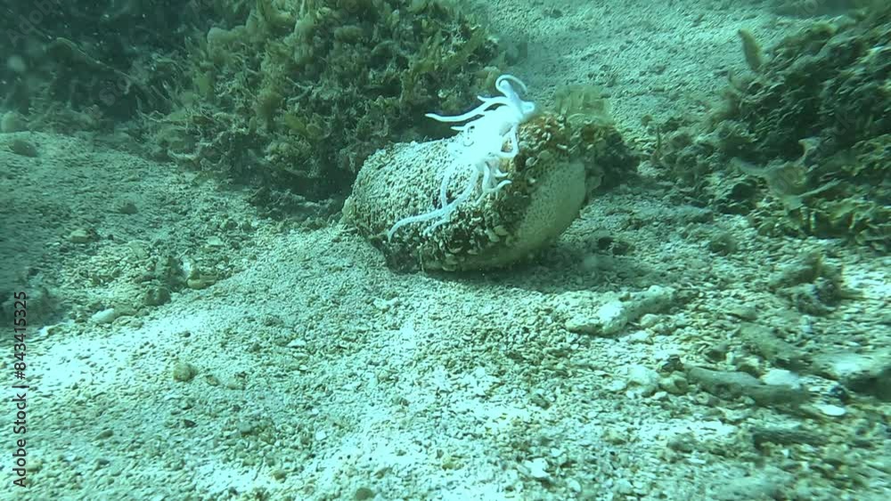 A sea cucumber ejecting its internal organs, known as Cuvierian tubules ...