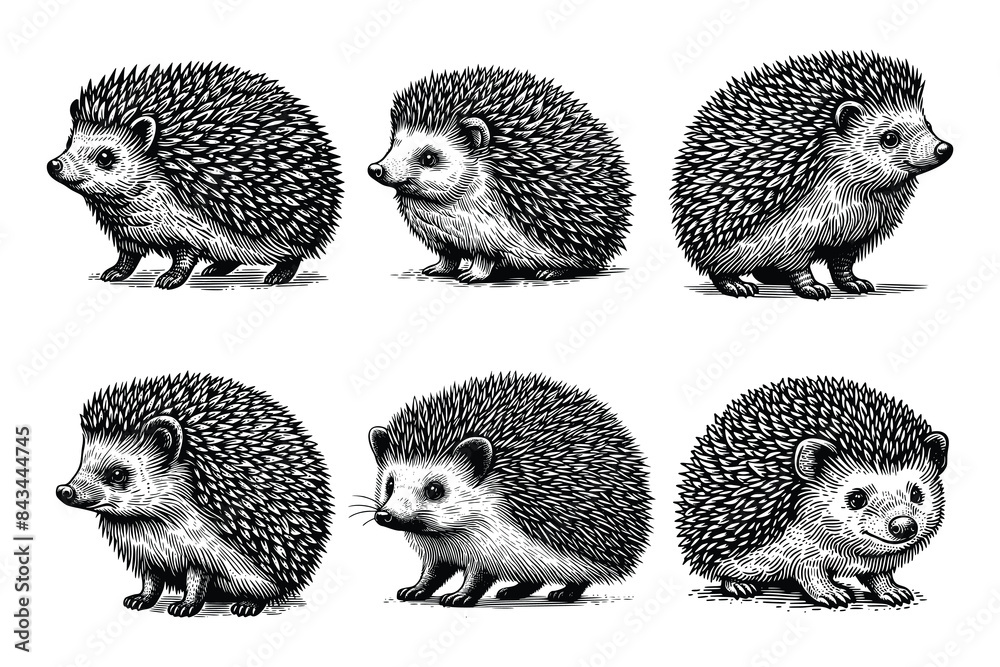 set of hedgehog illustration. hand drawn black and white hedgehog line ...