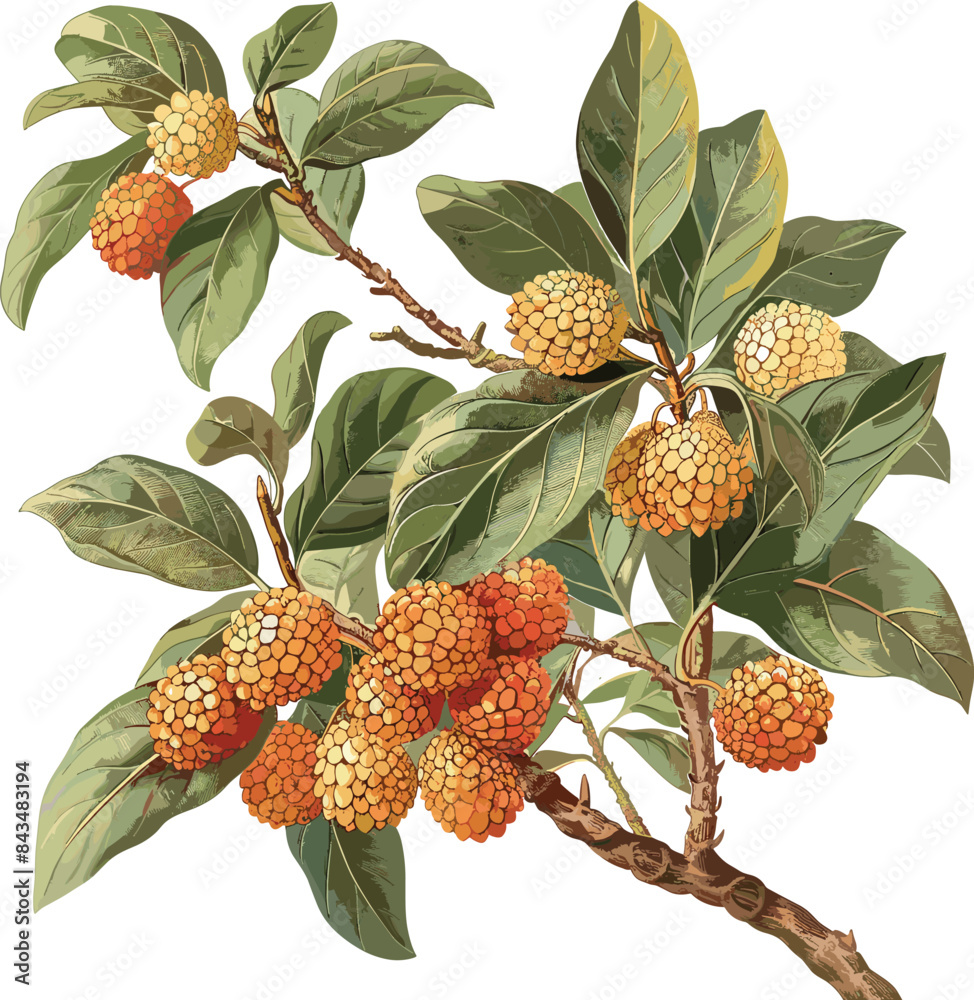 Old botanical vector illustration of arbutus isolated on transparent ...