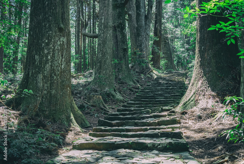 Cobblestone path through the forest of ancient cedars, part of the ...