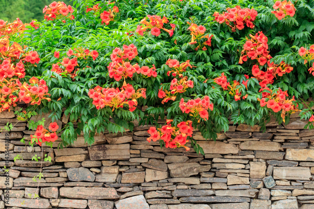 chinese trumpet creeper, blooming on the fence of a traditional Korean ...